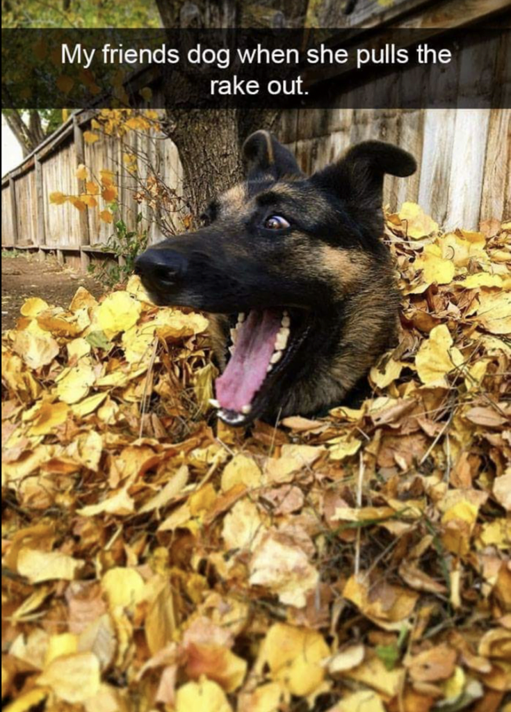 10+ Doggo Memes That’ll Instantly Cheer You Up