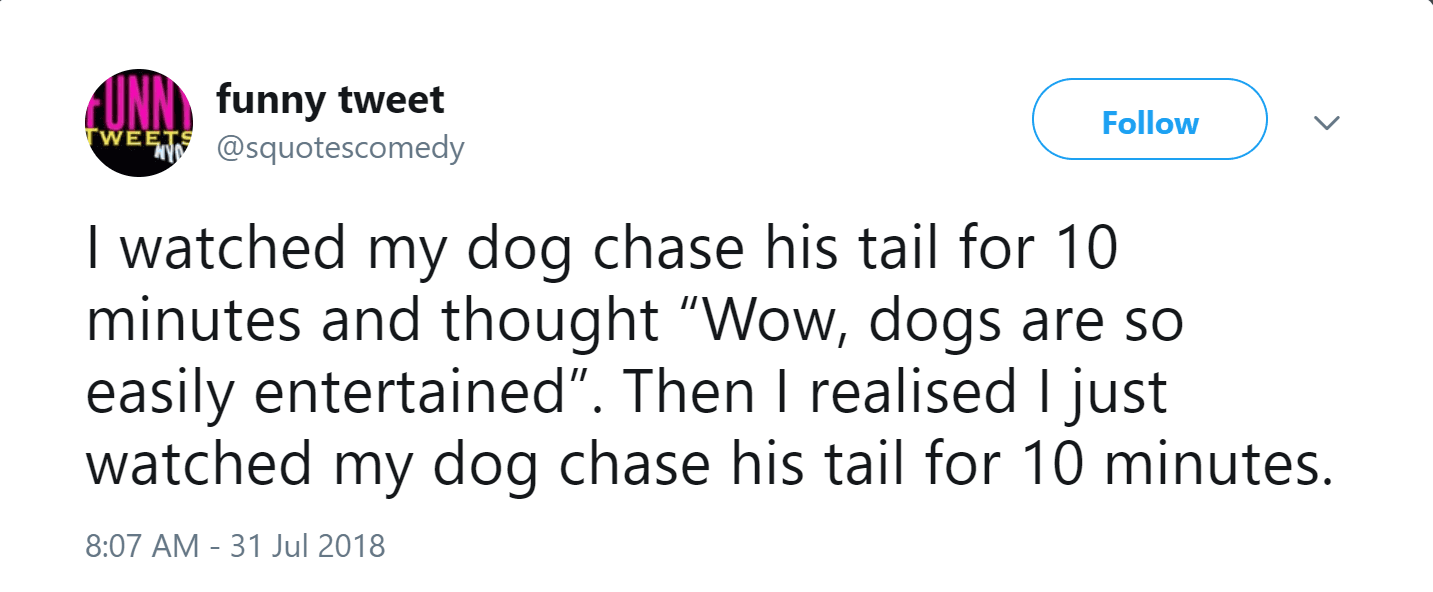 Dog Chasing Tail Memes